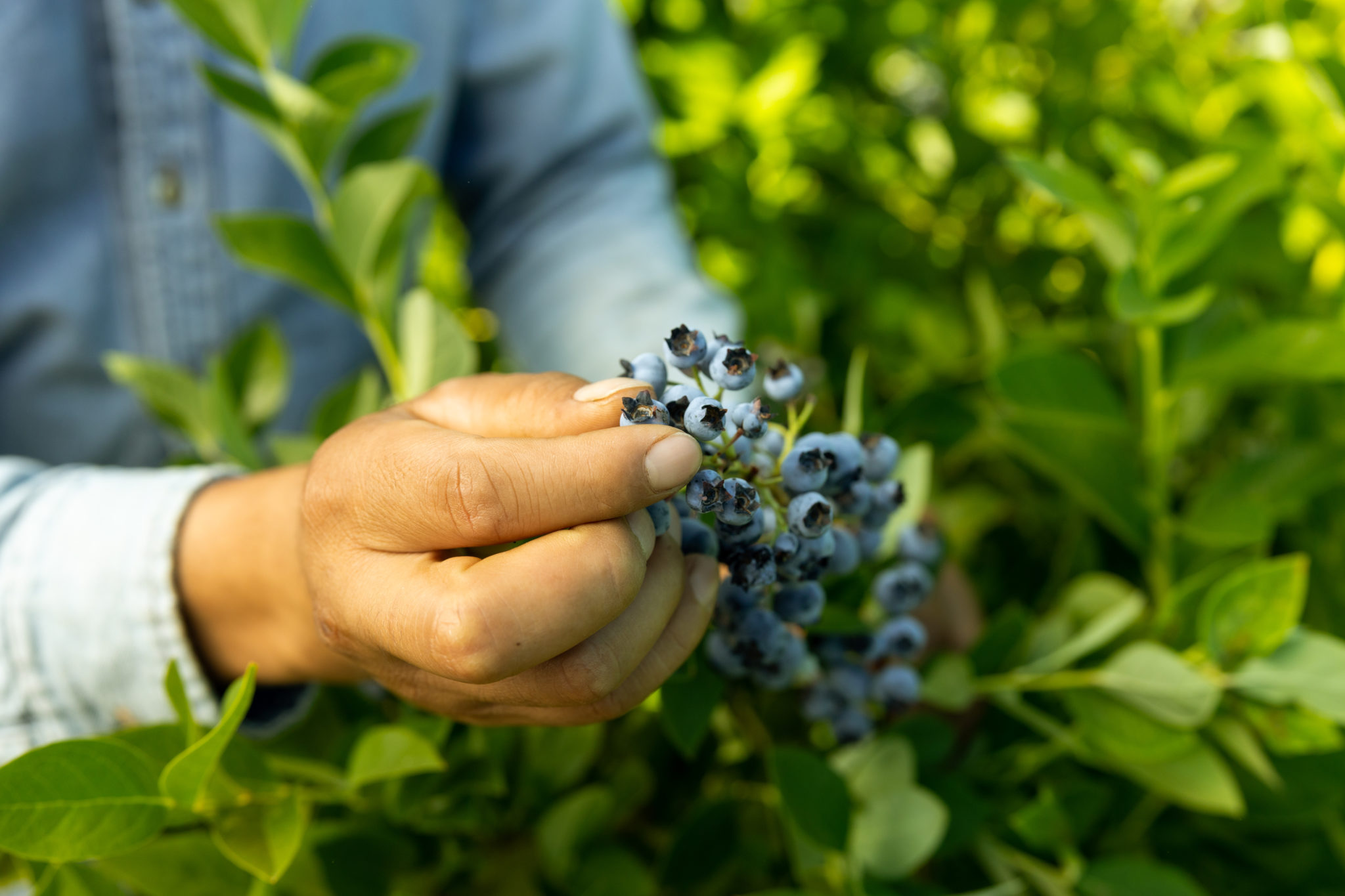 Nutrilite nurtures blueberries at organic Trout Lake Farm