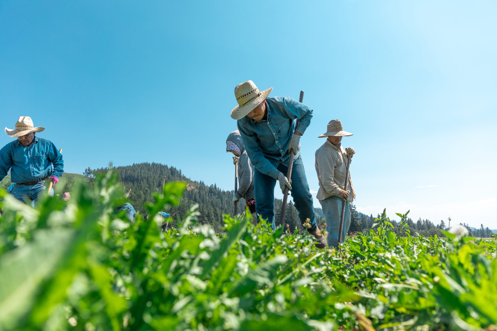 Organic Farming at Nutrilite Trout Lake Farm in Washington